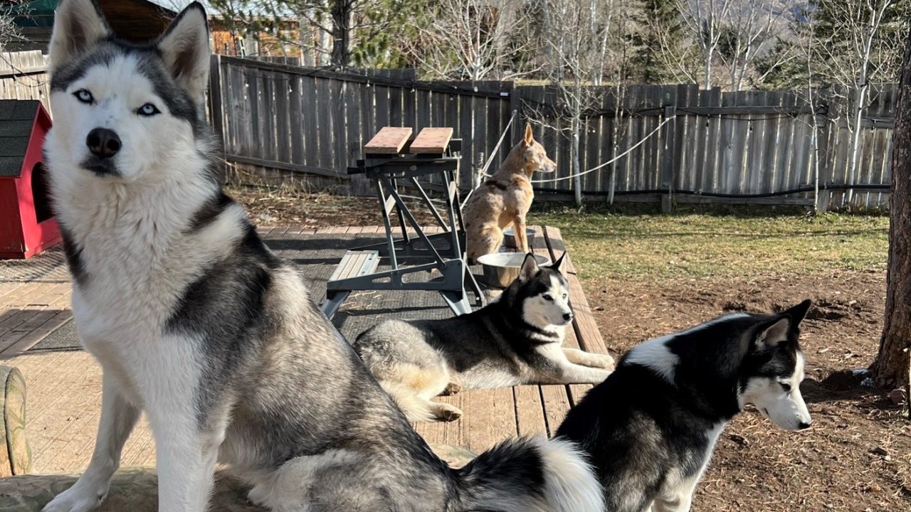 Aspen Dog Nanny | Quality Dog Care